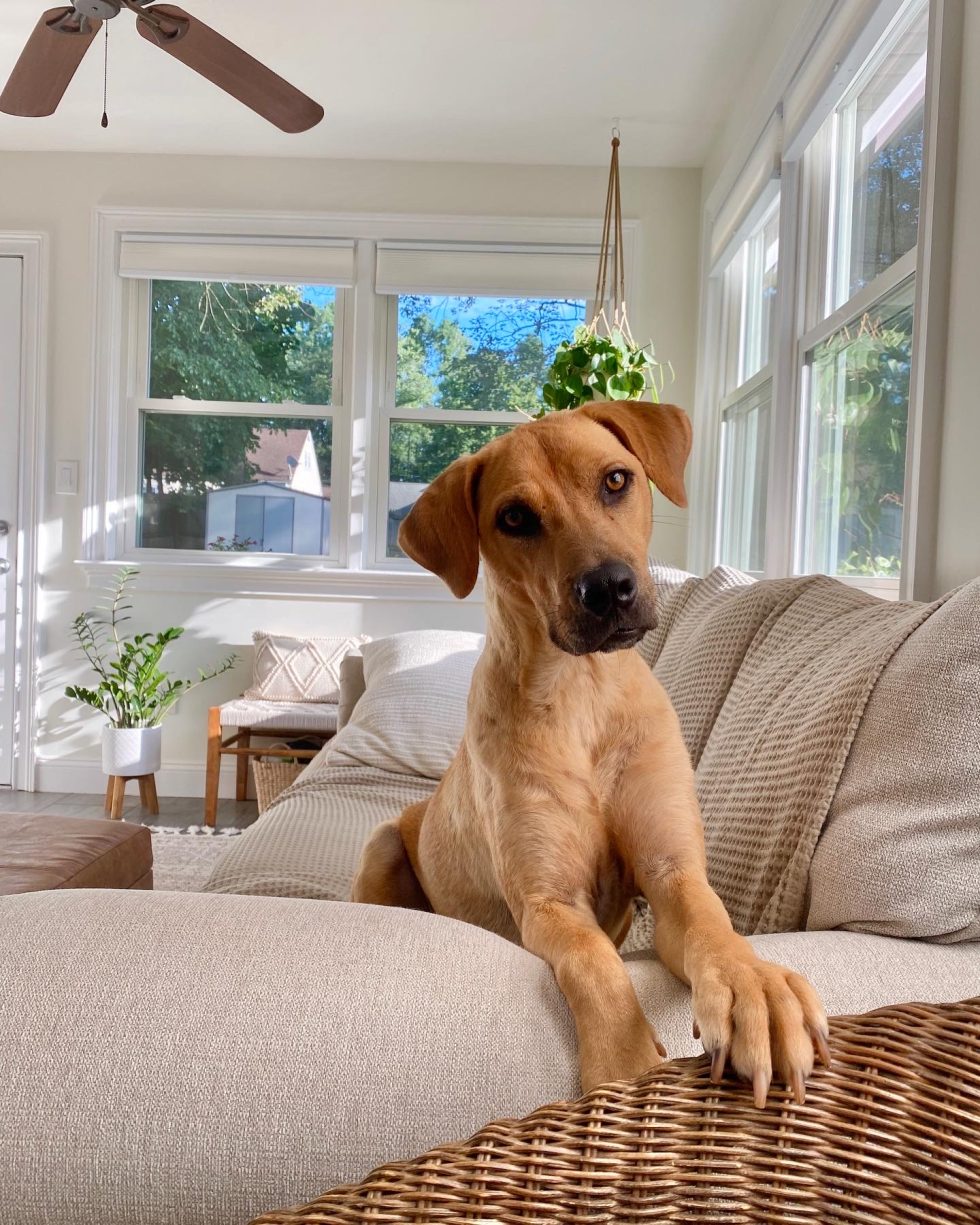 Decompression - NYC Second Chance Rescue