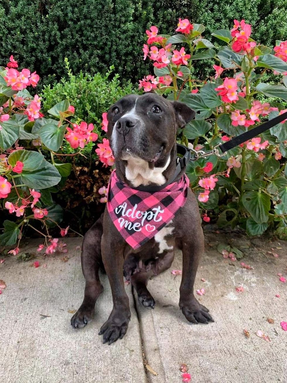 Adopt a Dog or Cat - NYC Second Chance Rescue