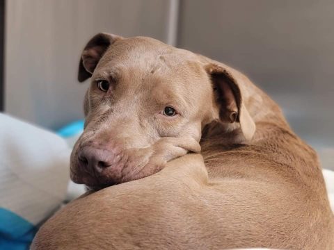 Decompression - NYC Second Chance Rescue