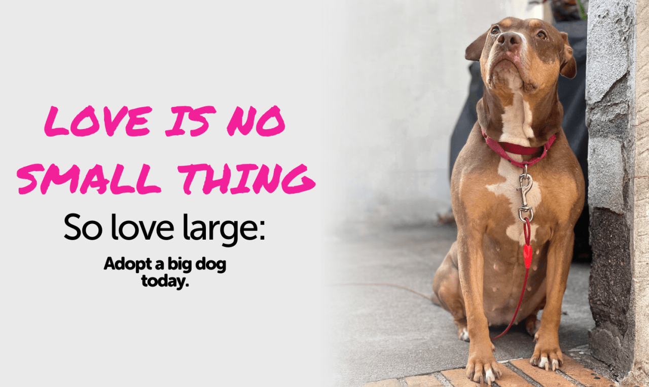 Homepage | NYC Second Chance Rescue - Because They Matter - NYC Second ...