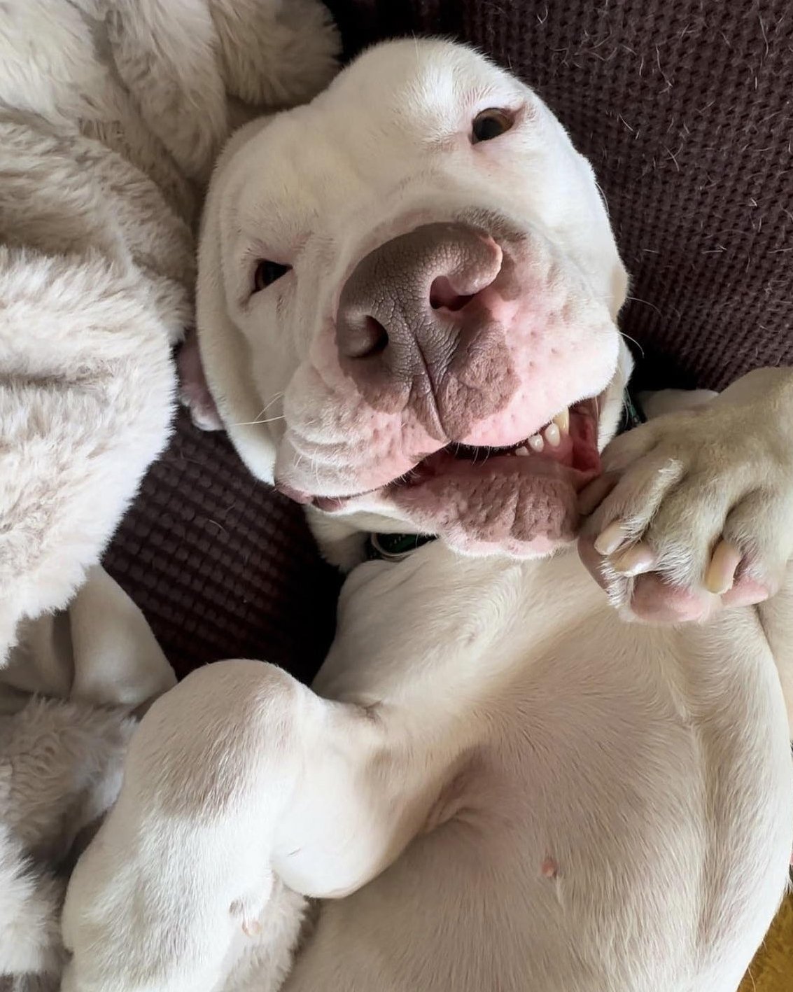 Foster a Dog or Cat | Become a Foster | Applications | FAQs - NYC ...