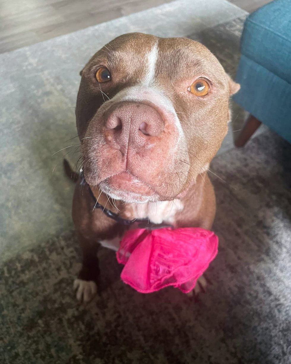 Decompression and Guidelines for Dogs and Cats - NYC Second Chance Rescue