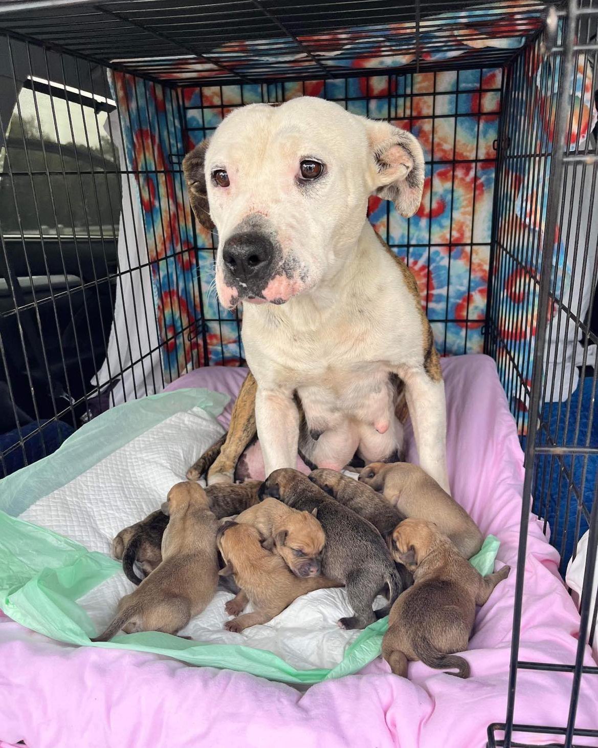 Foster a Dog or Cat | Become a Foster | Applications | FAQs - NYC ...