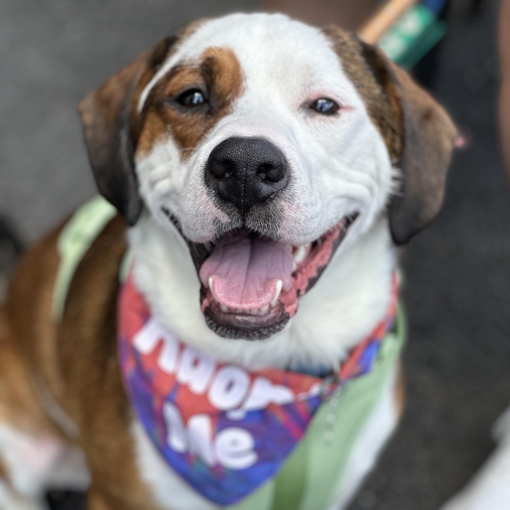 Upcoming Adoption Events - NYC Second Chance Rescue
