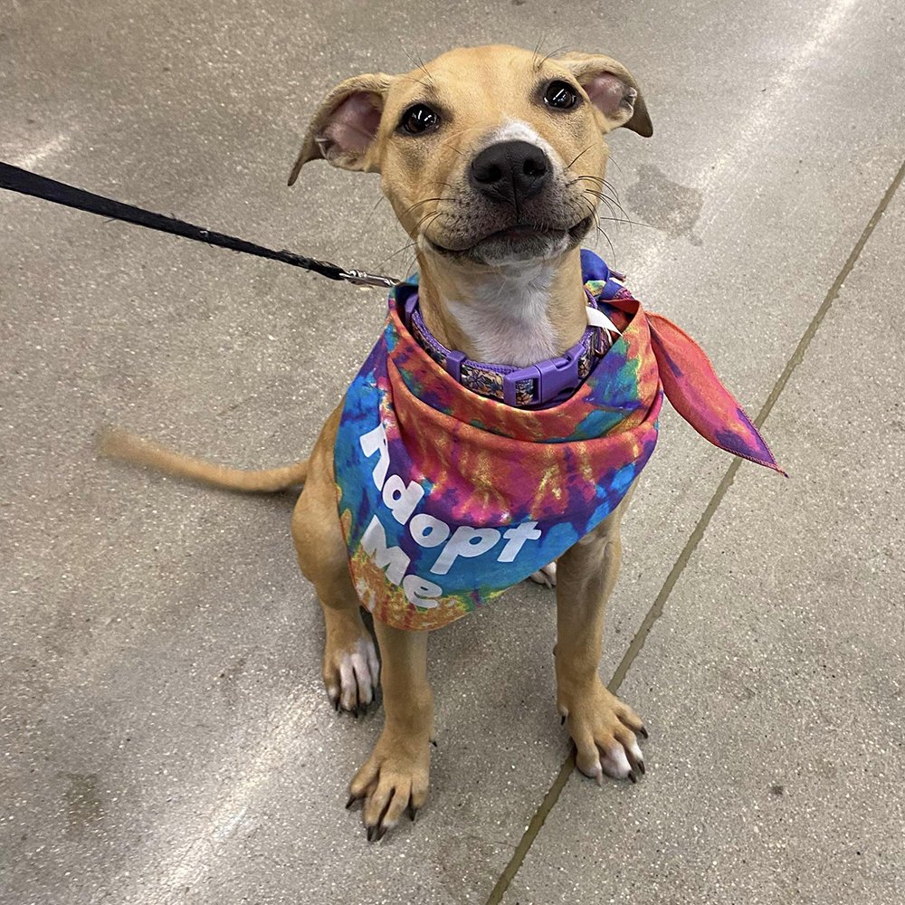 Upcoming Events - NYC Second Chance Rescue