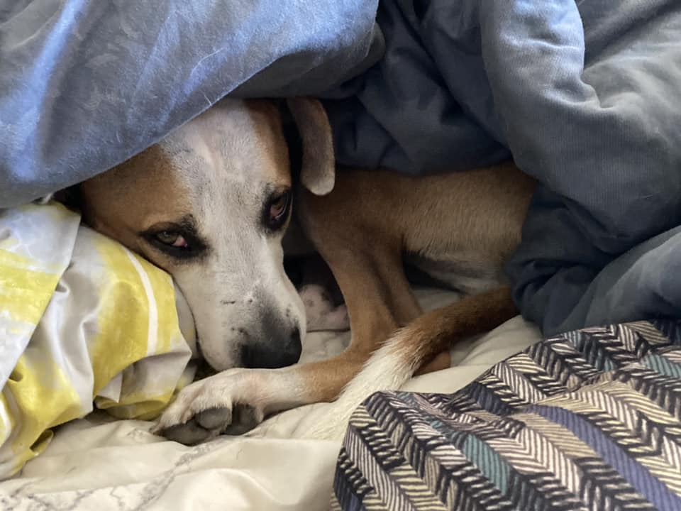 Happy Tails | "Pittie" Adoption Testimonials | End BSL - NYC Second ...