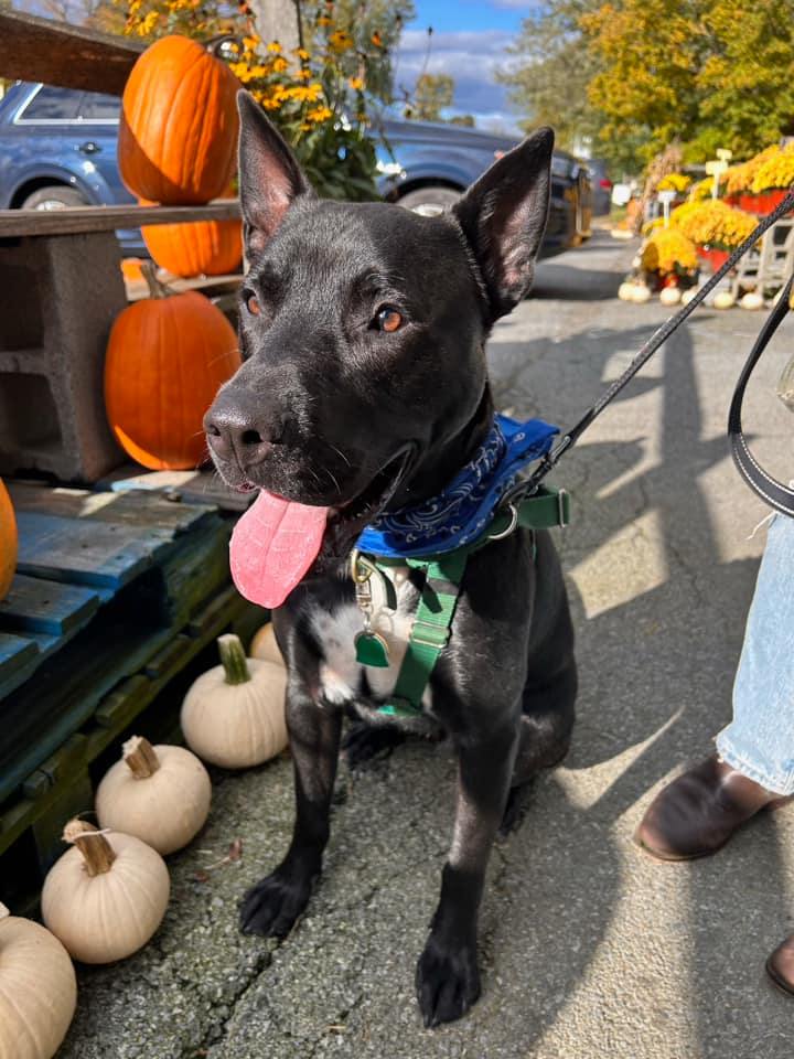 Happy Tails | "Pittie" Adoption Testimonials | End BSL - NYC Second ...