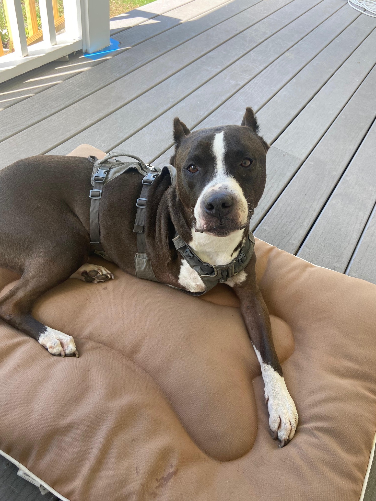 Happy Tails | "Pittie" Adoption Testimonials | End BSL - NYC Second ...