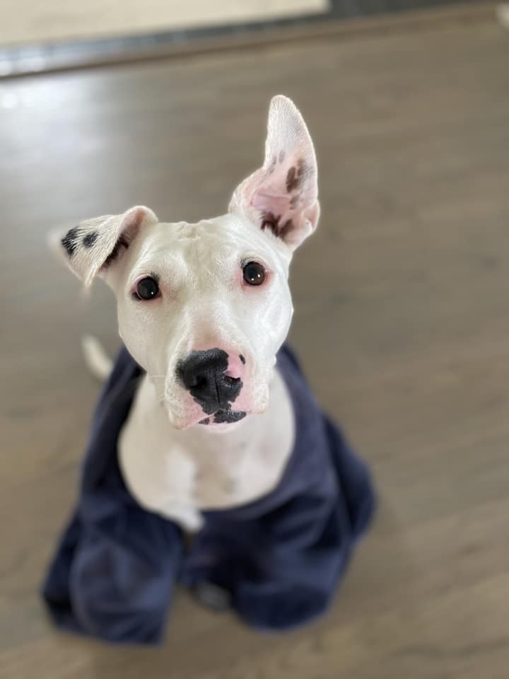 Happy Tails | "Pittie" Adoption Testimonials | End BSL - NYC Second ...