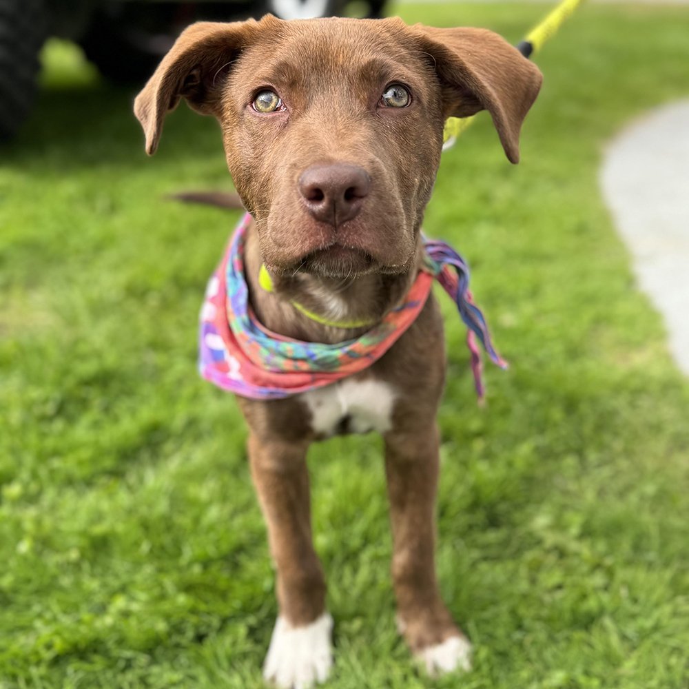 Upcoming Adoption Events NYC Second Chance Rescue upcoming-adoption-events-nyc-second-chance-rescue