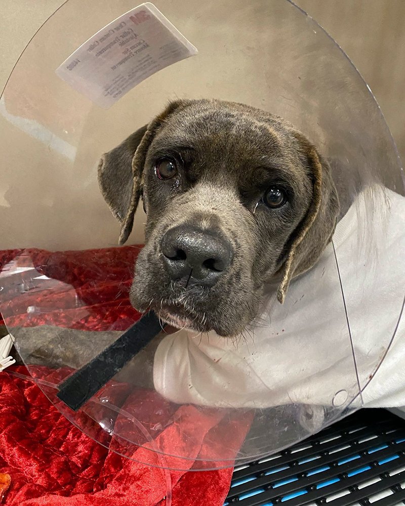 Aziza's Rescue and Transformation | Success Story - NYC Second Chance ...