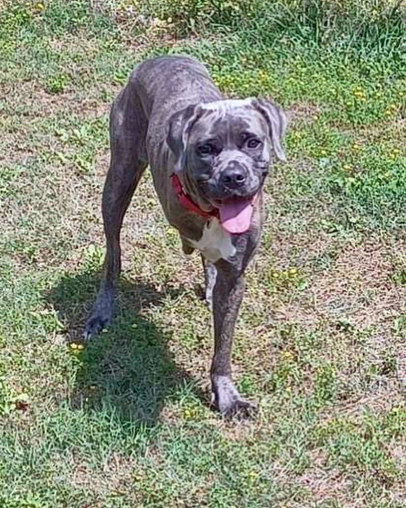 Aziza's Rescue and Transformation | Success Story - NYC Second Chance ...