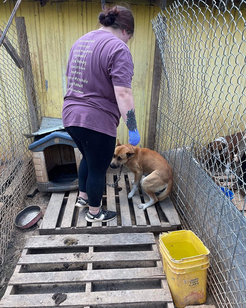 The "Mississippi 92" Rescue | Transformations and Happy Tails - NYC ...