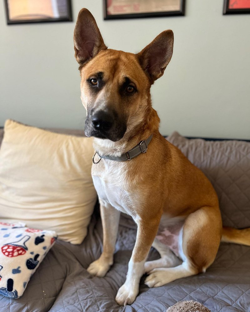 The "Mississippi 92" Rescue | Transformations and Happy Tails - NYC ...