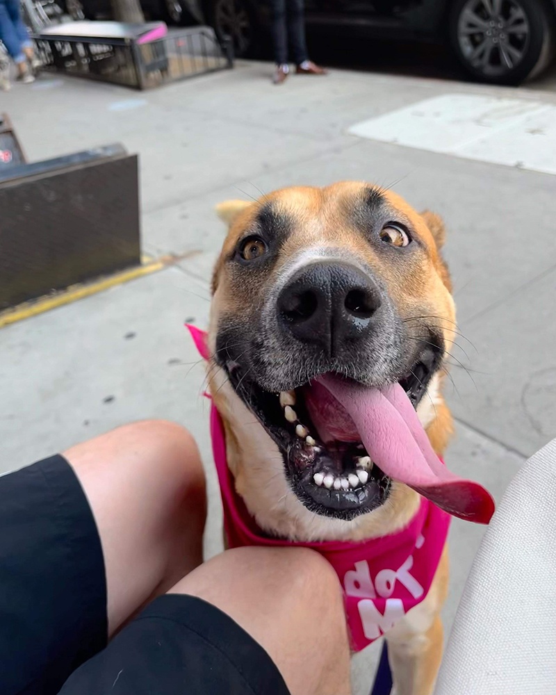 The "Mississippi 92" Rescue | Transformations and Happy Tails - NYC ...