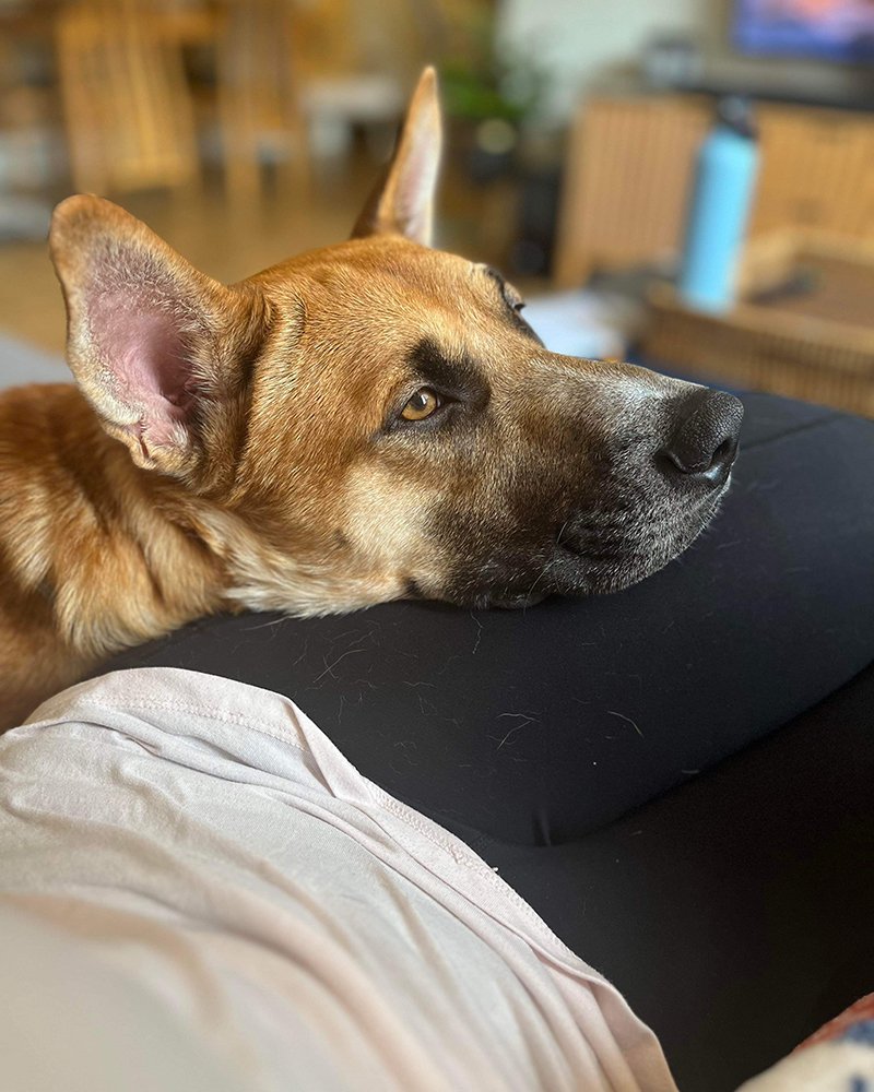 The "Mississippi 92" Rescue | Transformations and Happy Tails - NYC ...