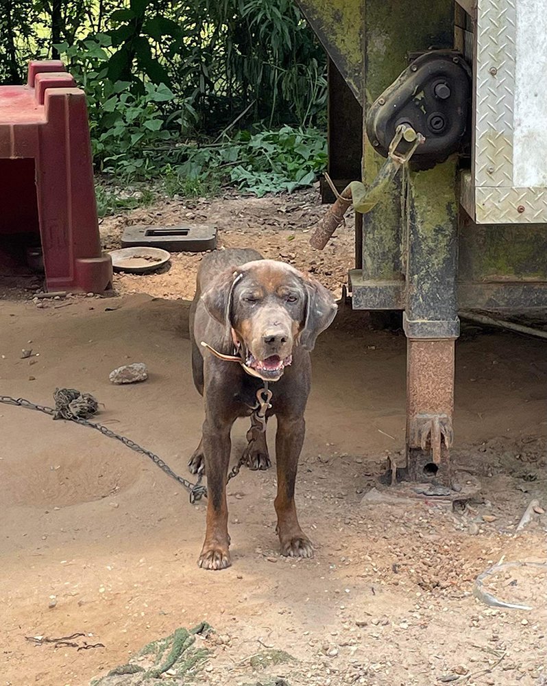 Success Stories | Rescues and Transformations - NYC Second Chance Rescue