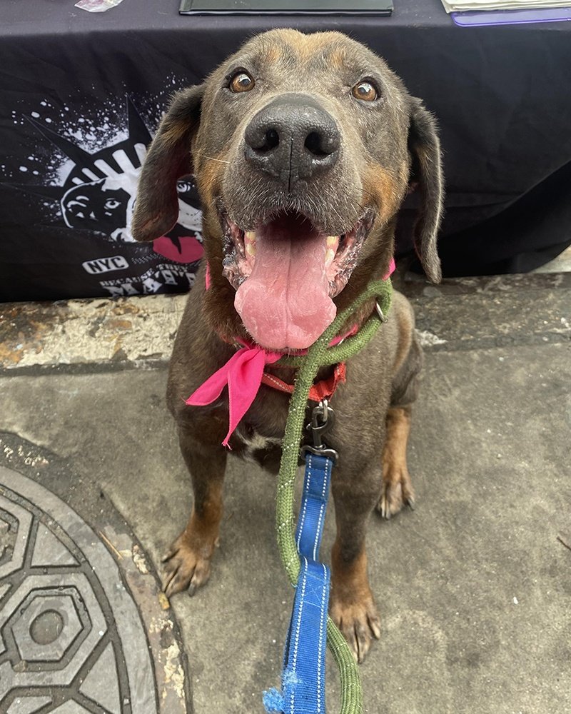 The "Mississippi 92" Rescue | Transformations and Happy Tails - NYC ...