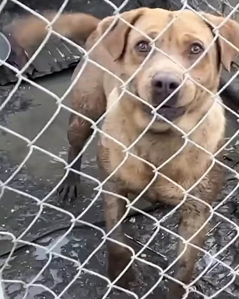 The "Mississippi 92" Rescue | Transformations and Happy Tails - NYC ...