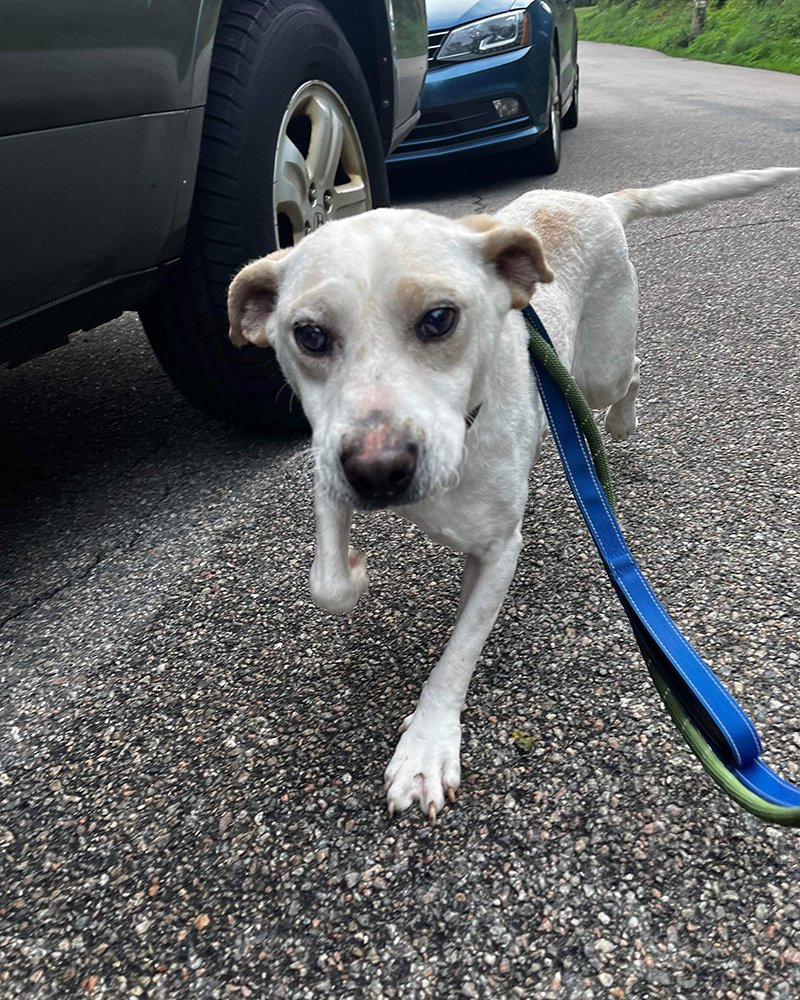 The "Mississippi 92" Rescue | Transformations and Happy Tails - NYC ...