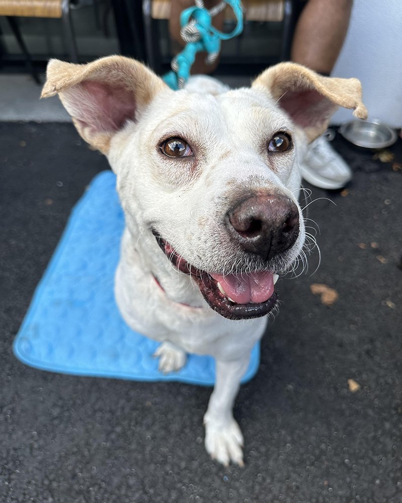 The "Mississippi 92" Rescue | Transformations and Happy Tails - NYC ...