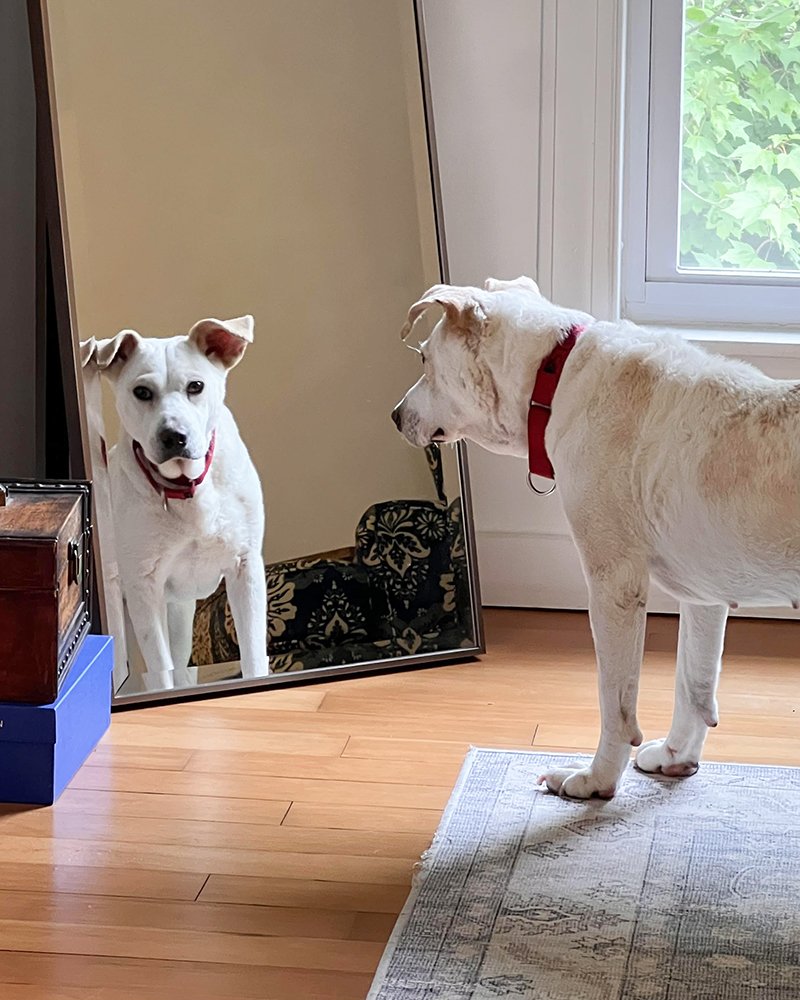 The "Mississippi 92" Rescue | Transformations and Happy Tails - NYC ...