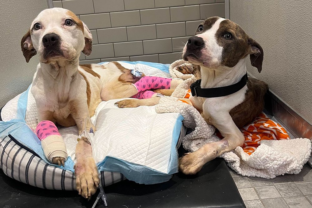 Aiden & Angel's Rescue and Transformation | Success Story - NYC Second ...