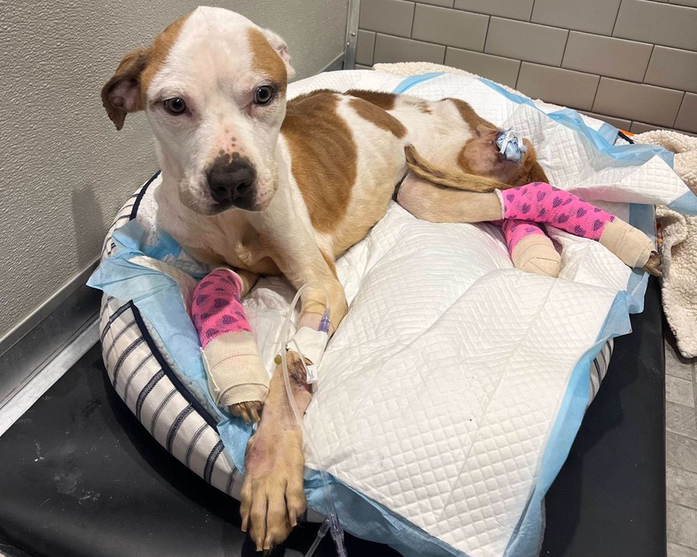 Aiden & Angel's Rescue and Transformation | Success Story - NYC Second ...