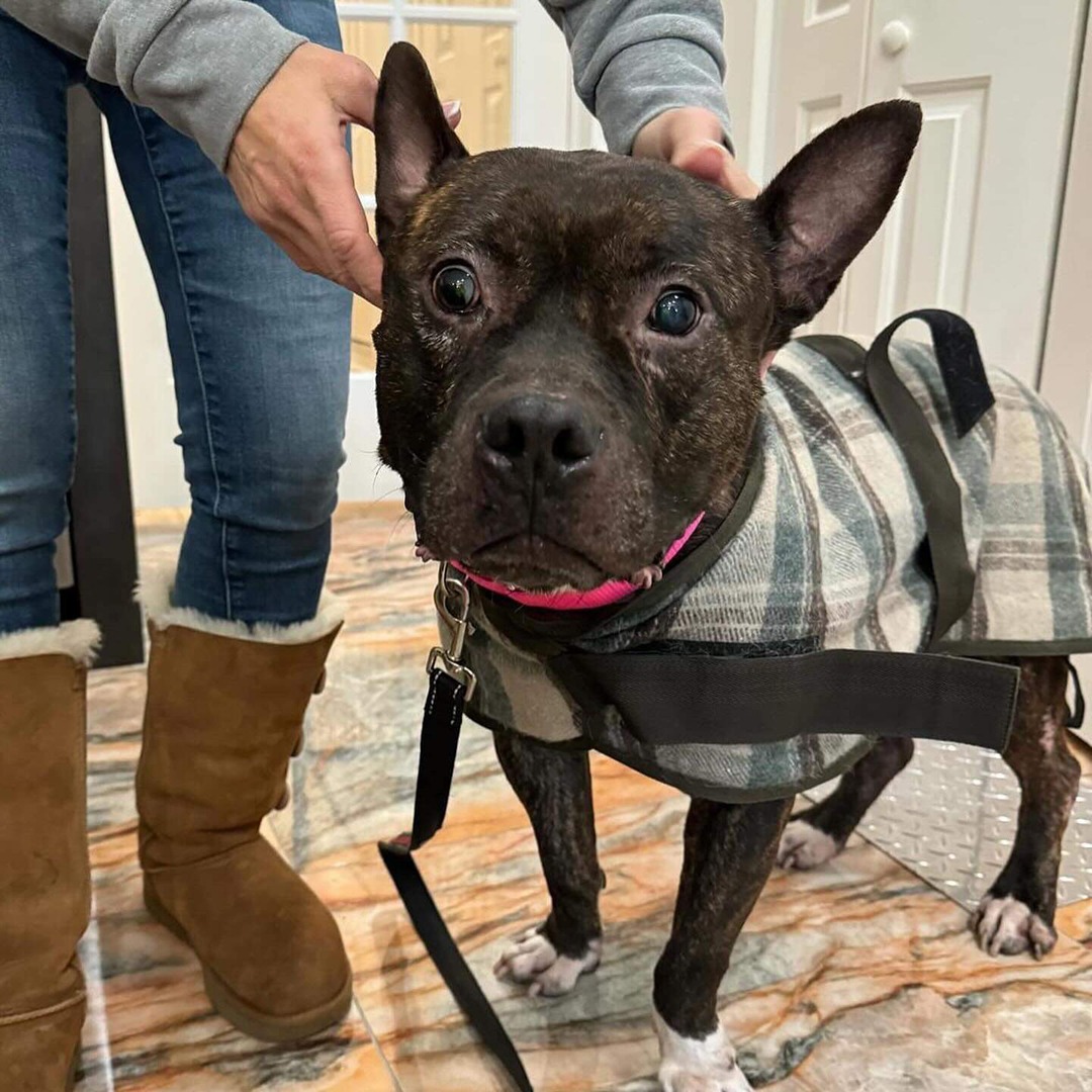 Adoption Center | Long Island City - NYC Second Chance Rescue