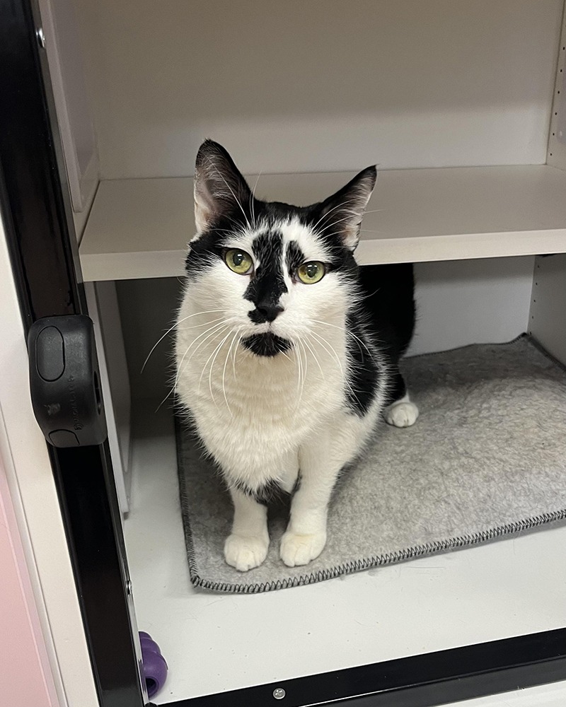 Adoption Center in Long Island City, NY | Adopt or Foster - NYC Second ...