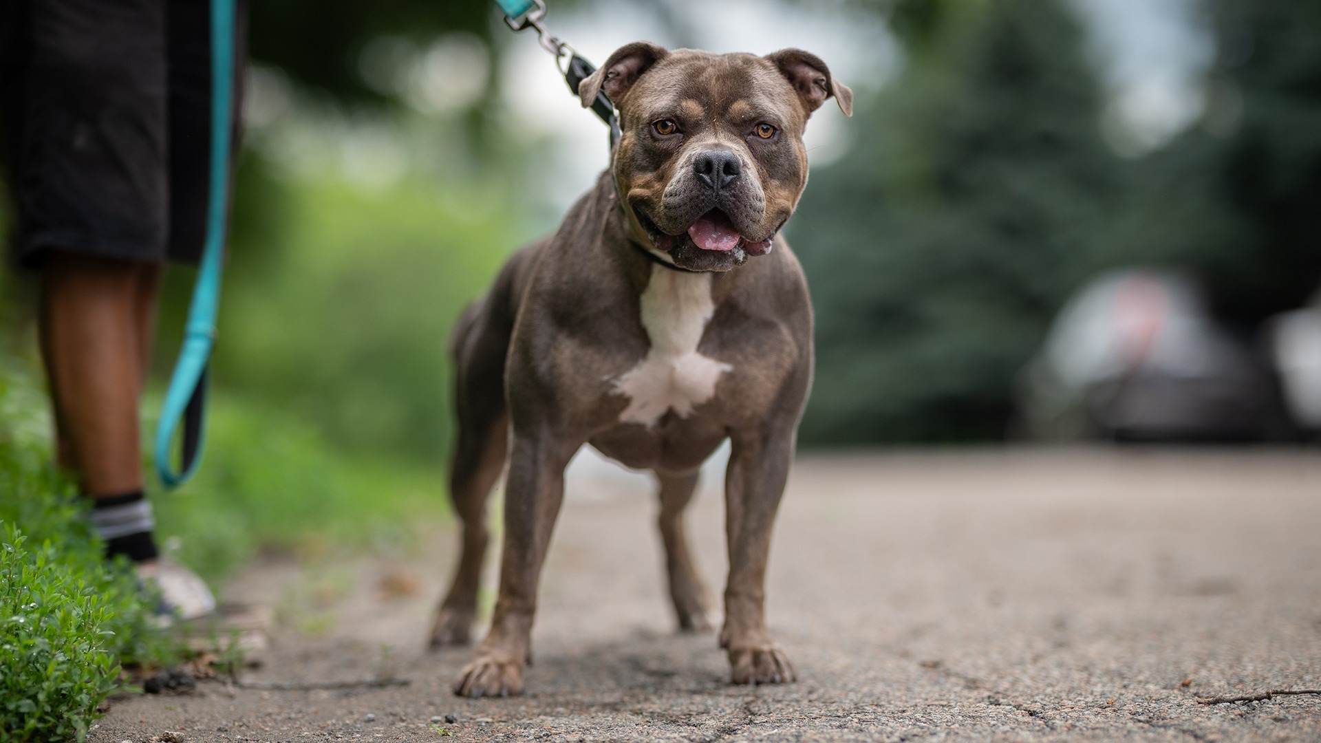 Homepage | Because They Matter - NYC Second Chance Rescue