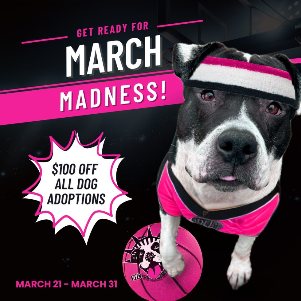 Adoptable Dogs | Because They Matter - NYC Second Chance Rescue
