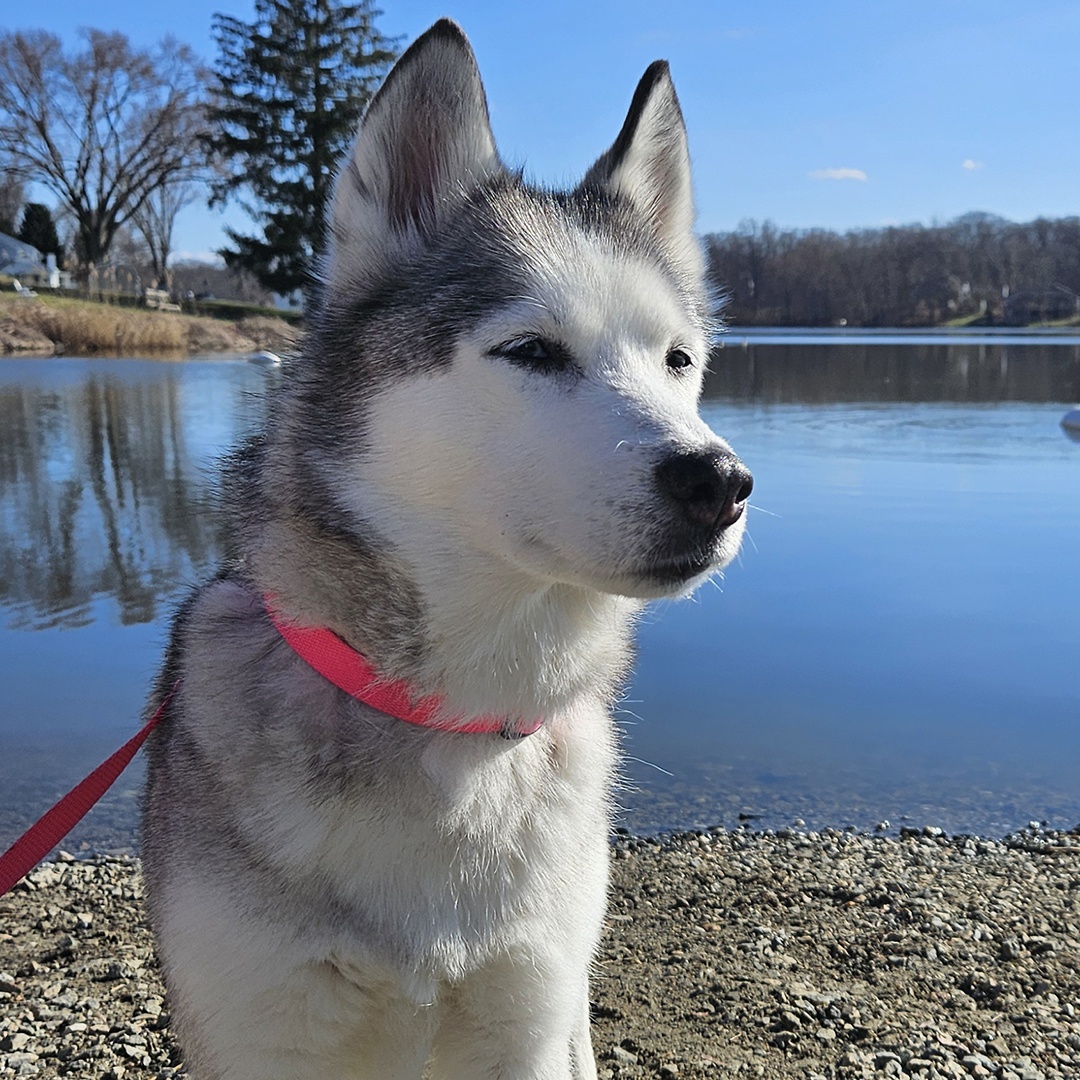 Decompression and Guidelines for Dogs and Cats - NYC Second Chance Rescue