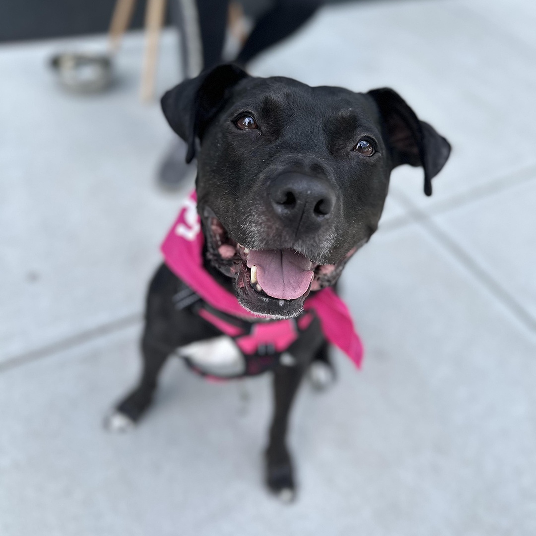 Upcoming Adoption Events - NYC Second Chance Rescue