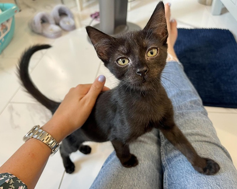 Adopt a Dog or Cat | Eligibility & Fees | Adoption Process ...