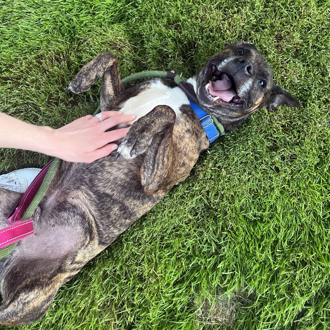 Adopt a Dog or Cat | Eligibility & Fees | Adoption Process ...