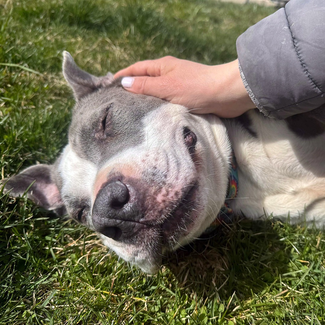 Decompression and Guidelines for Dogs and Cats - NYC Second Chance Rescue