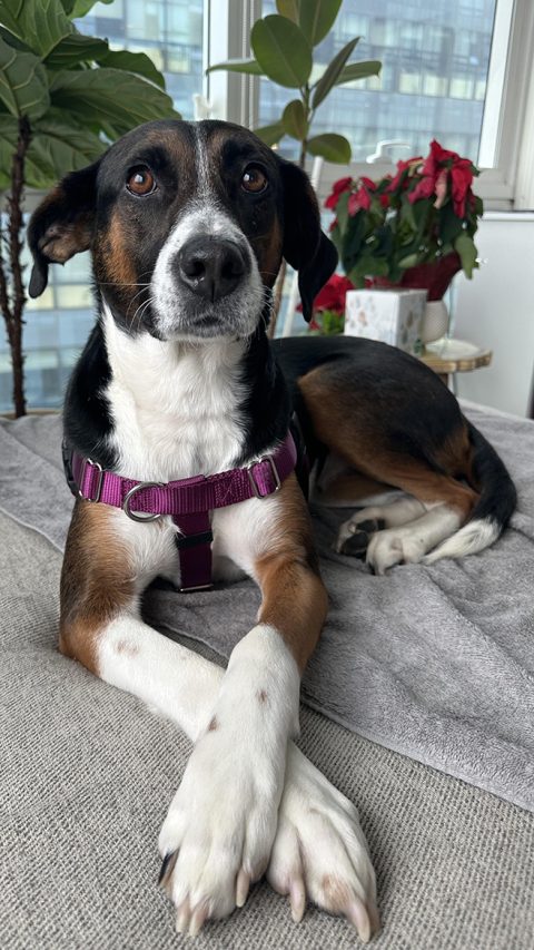 Decompression and Guidelines for Dogs and Cats - NYC Second Chance Rescue