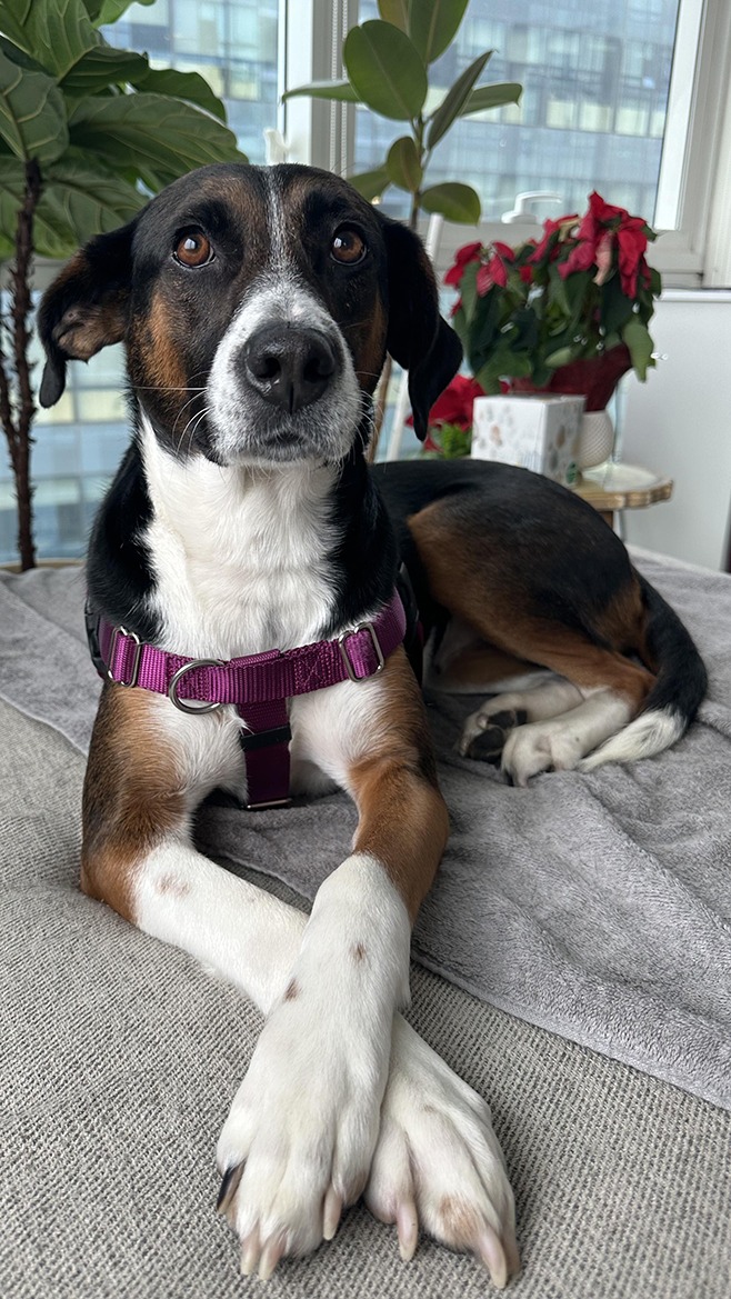 Decompression and Guidelines for Dogs and Cats - NYC Second Chance Rescue