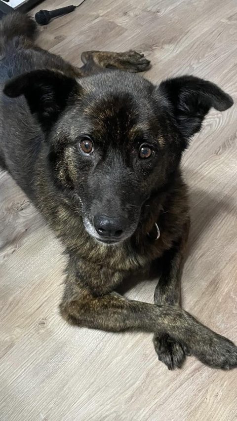 Decompression and Guidelines for Dogs and Cats - NYC Second Chance Rescue