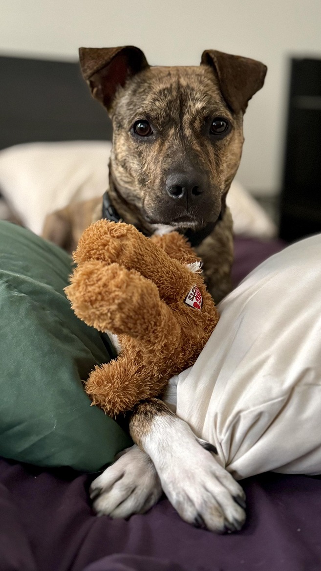 Decompression and Guidelines for Dogs and Cats - NYC Second Chance Rescue