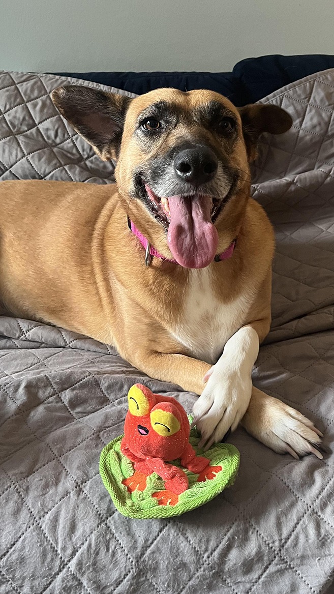 Decompression and Guidelines for Dogs and Cats - NYC Second Chance Rescue