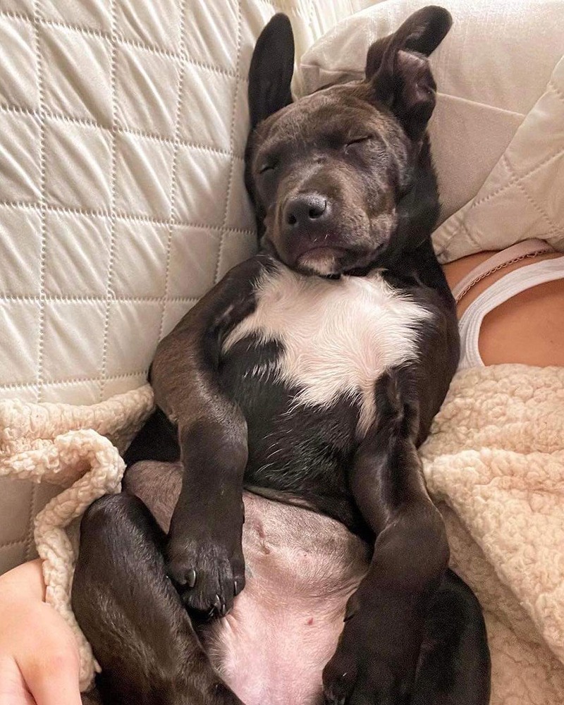 Decompression and Guidelines for Dogs and Cats - NYC Second Chance Rescue