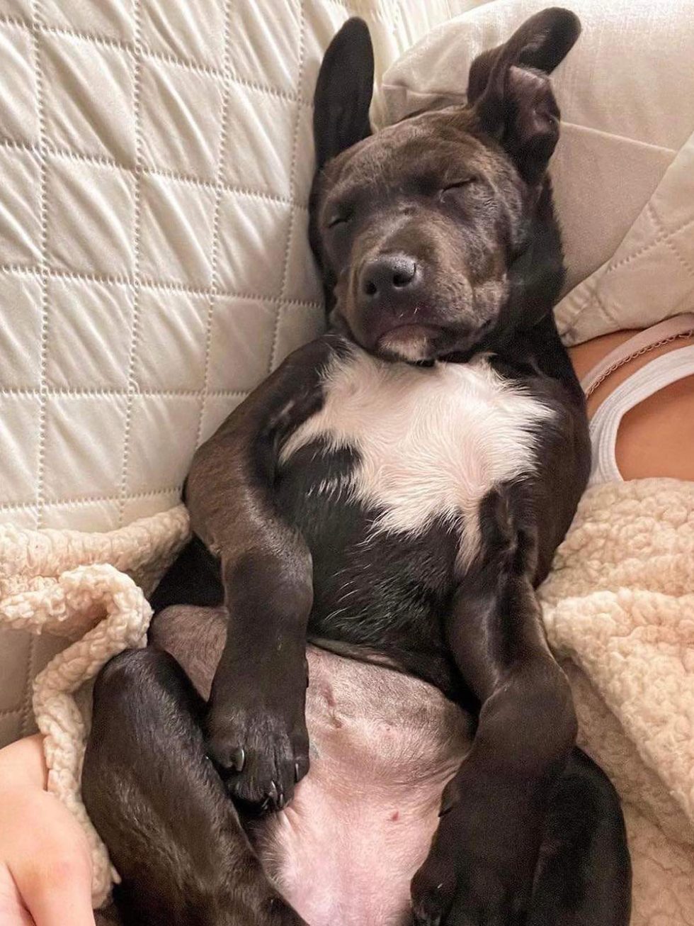 Decompression and Guidelines for Dogs and Cats - NYC Second Chance Rescue