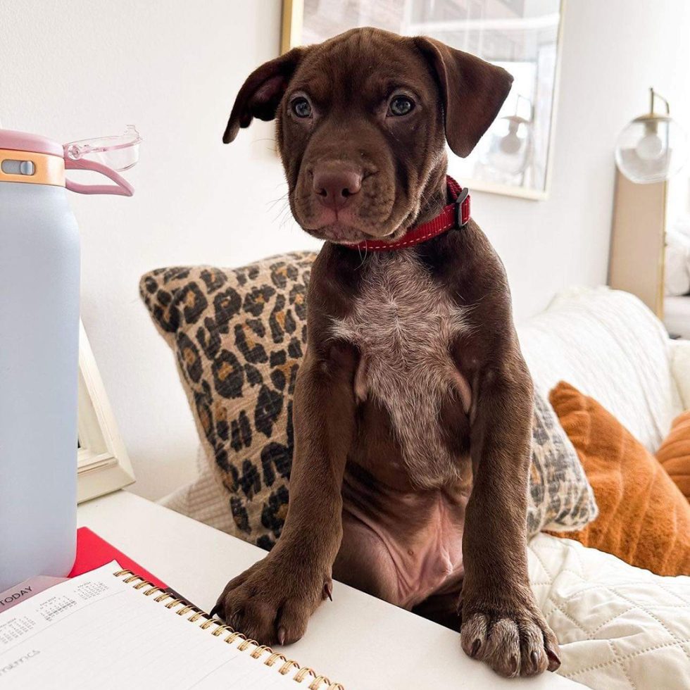 Decompression and Guidelines for Dogs and Cats - NYC Second Chance Rescue