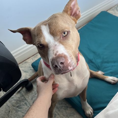 Decompression and Guidelines for Dogs and Cats - NYC Second Chance Rescue