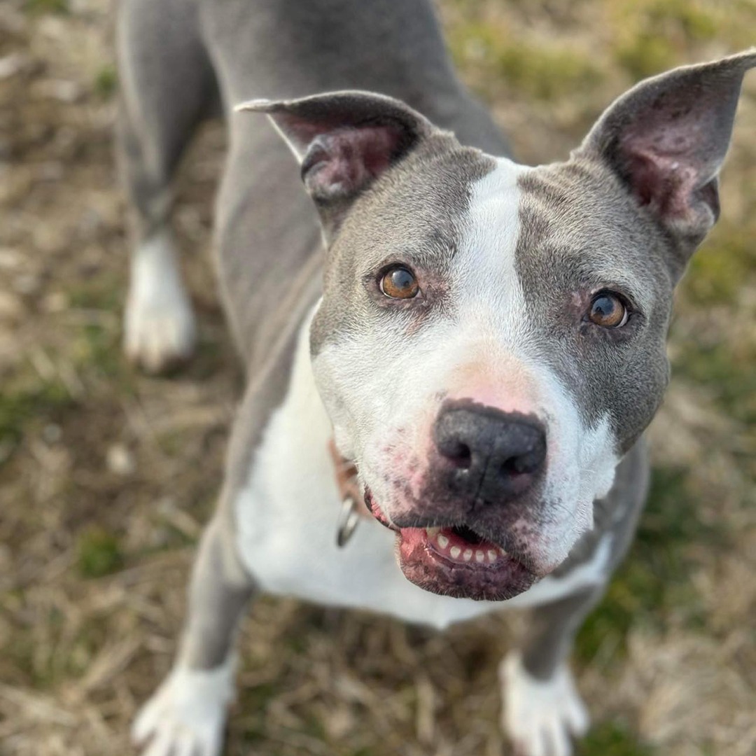 Adopt a Dog or Cat | Eligibility & Fees | Adoption Process ...