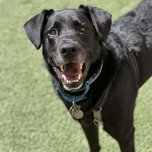 Weekenders | Temporary Dog Fostering Program | Foster - NYC Second ...