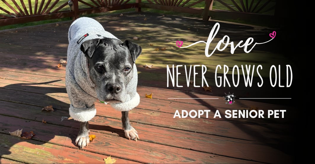 Adoptable Dogs | Because They Matter - NYC Second Chance Rescue