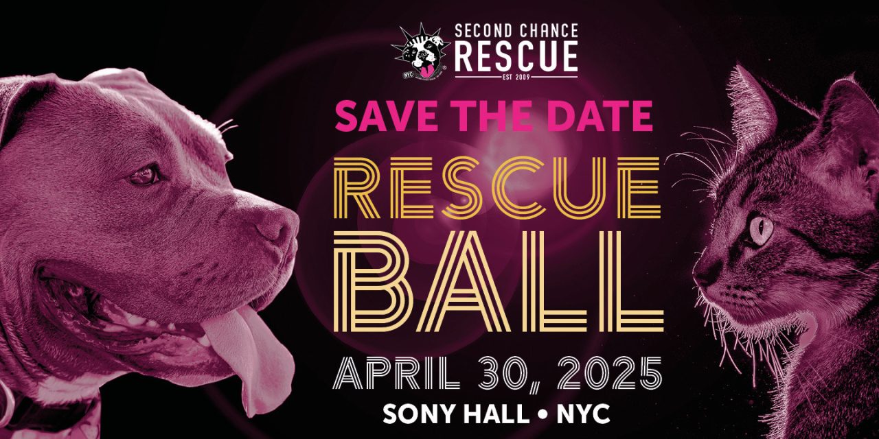 Homepage | Because They Matter - NYC Second Chance Rescue